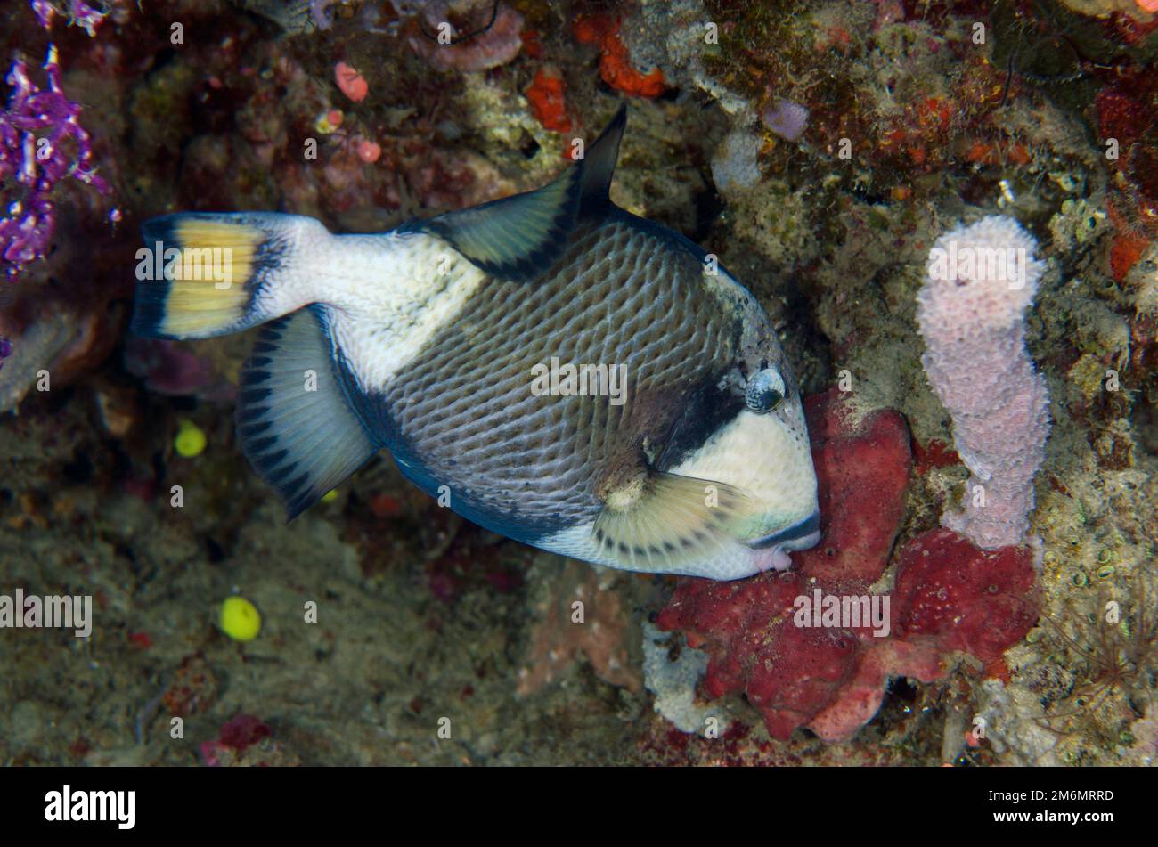 Titan Triggerfish, Balistoides viridescens, Post 2 dive site, Menjangan ...