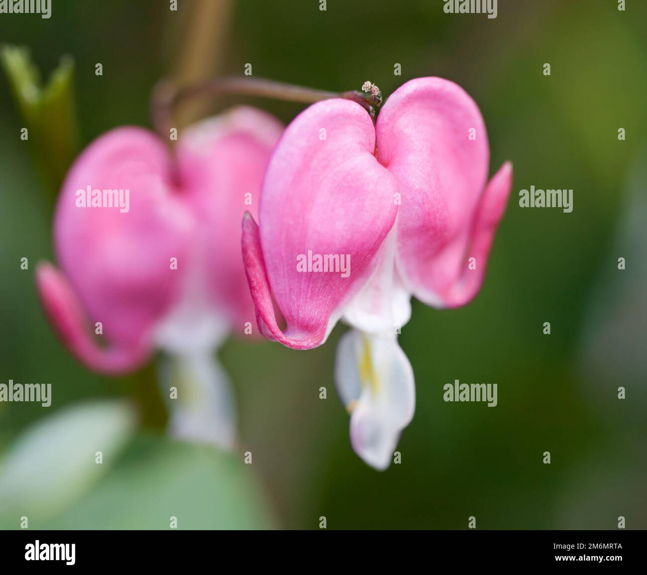 Broken bleeding heart symbol love hi-res stock photography and images ...
