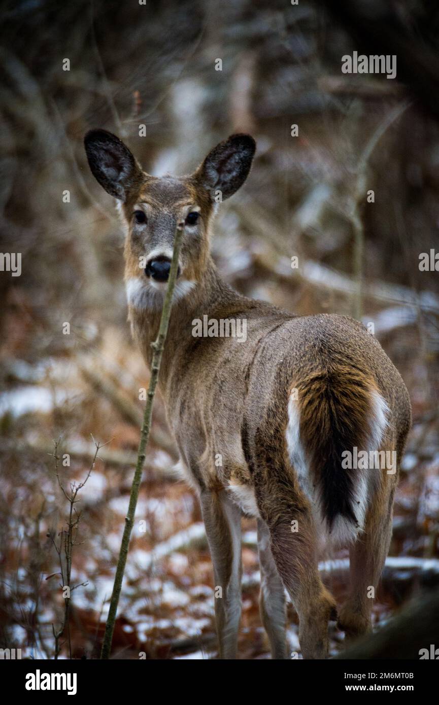 A vertical shot of a white-tailed deer in the wild Stock Photo - Alamy