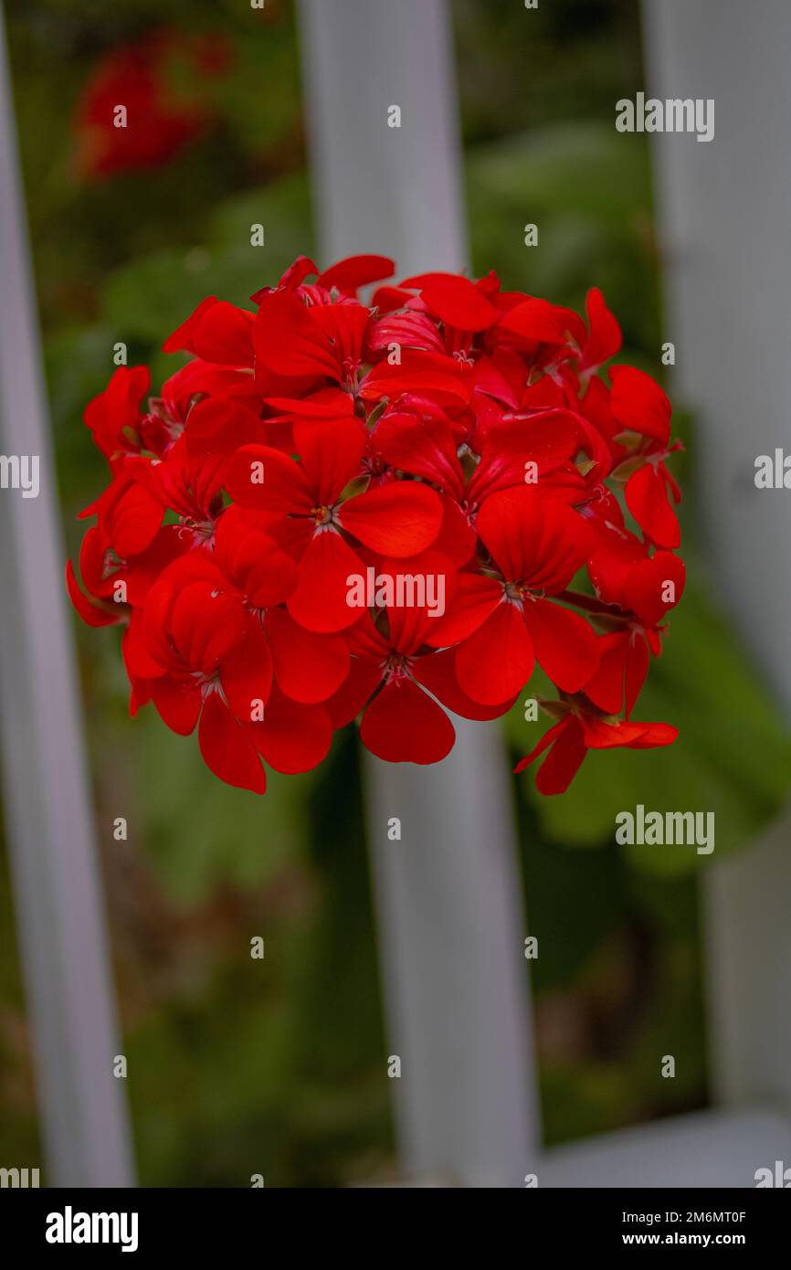 A vertical closeup shot of red geranium flowers in the garden Stock ...