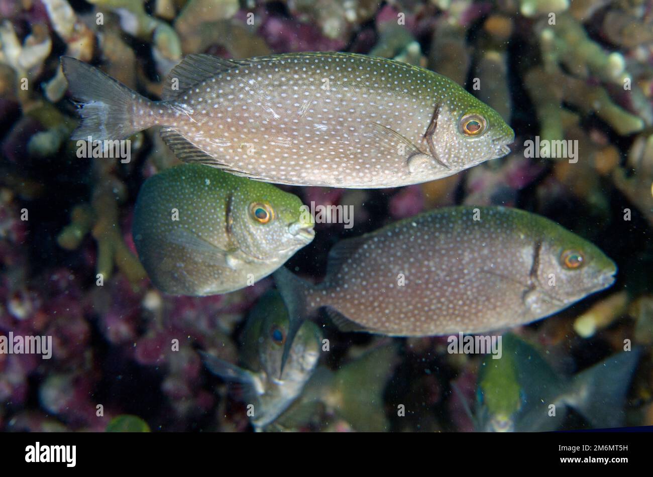 School of White-spotted Rabbitfish, Siganus canaliculatus, Post 1 dive ...