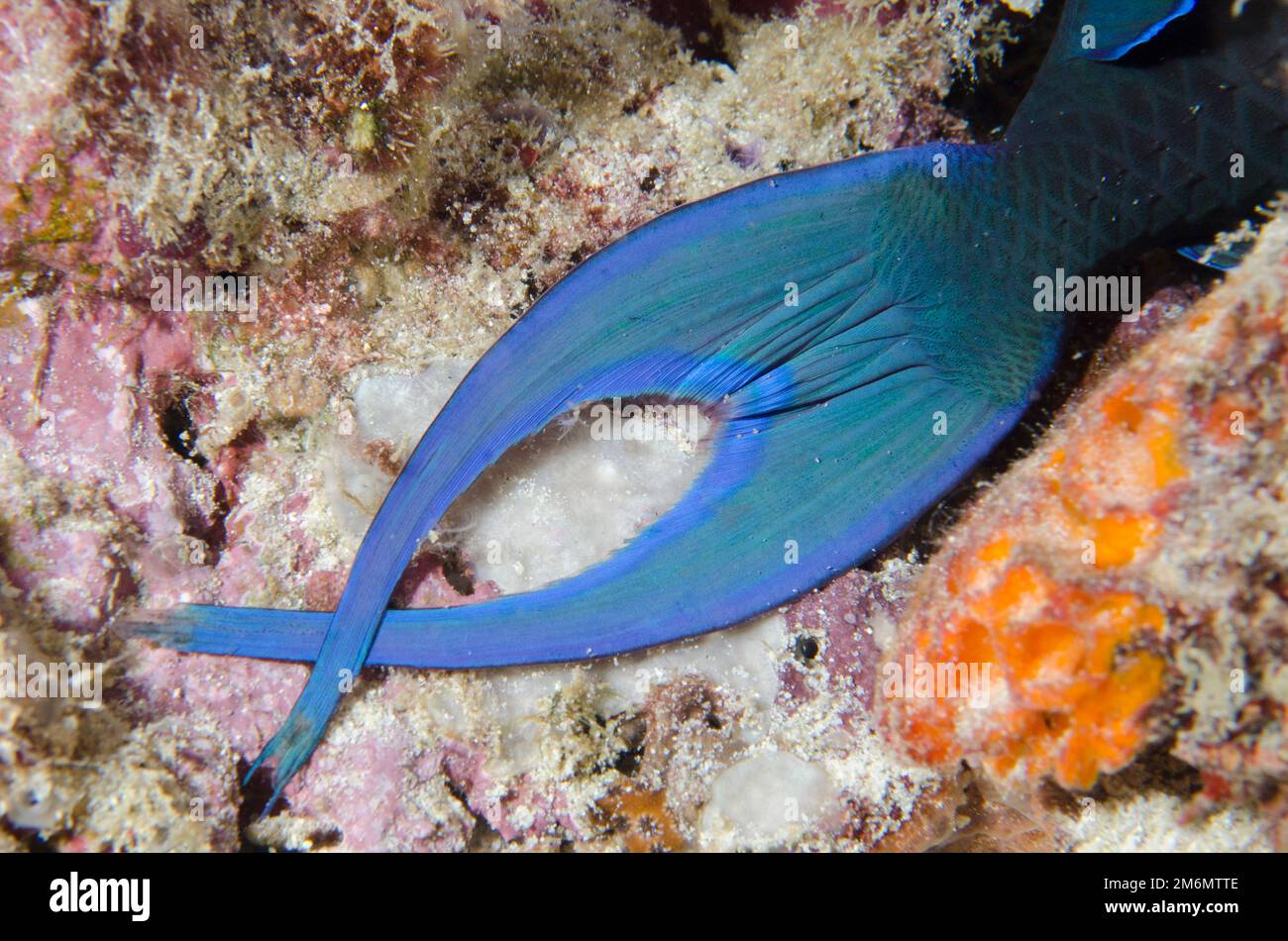 Sleep underwater hotel hi-res stock photography and images - Alamy
