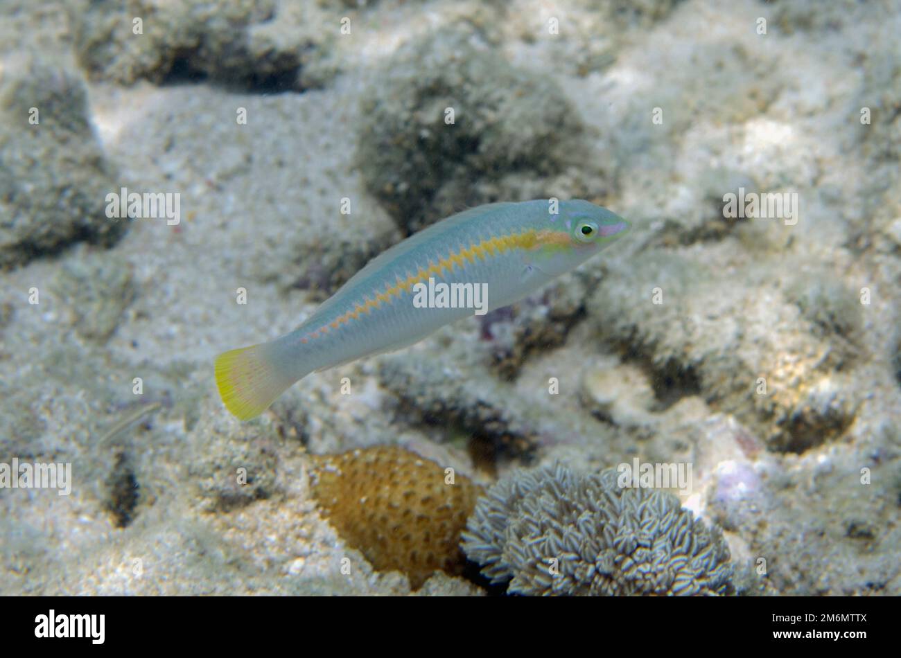 Zigzag wrasse halichoeres scapularis hi-res stock photography and ...