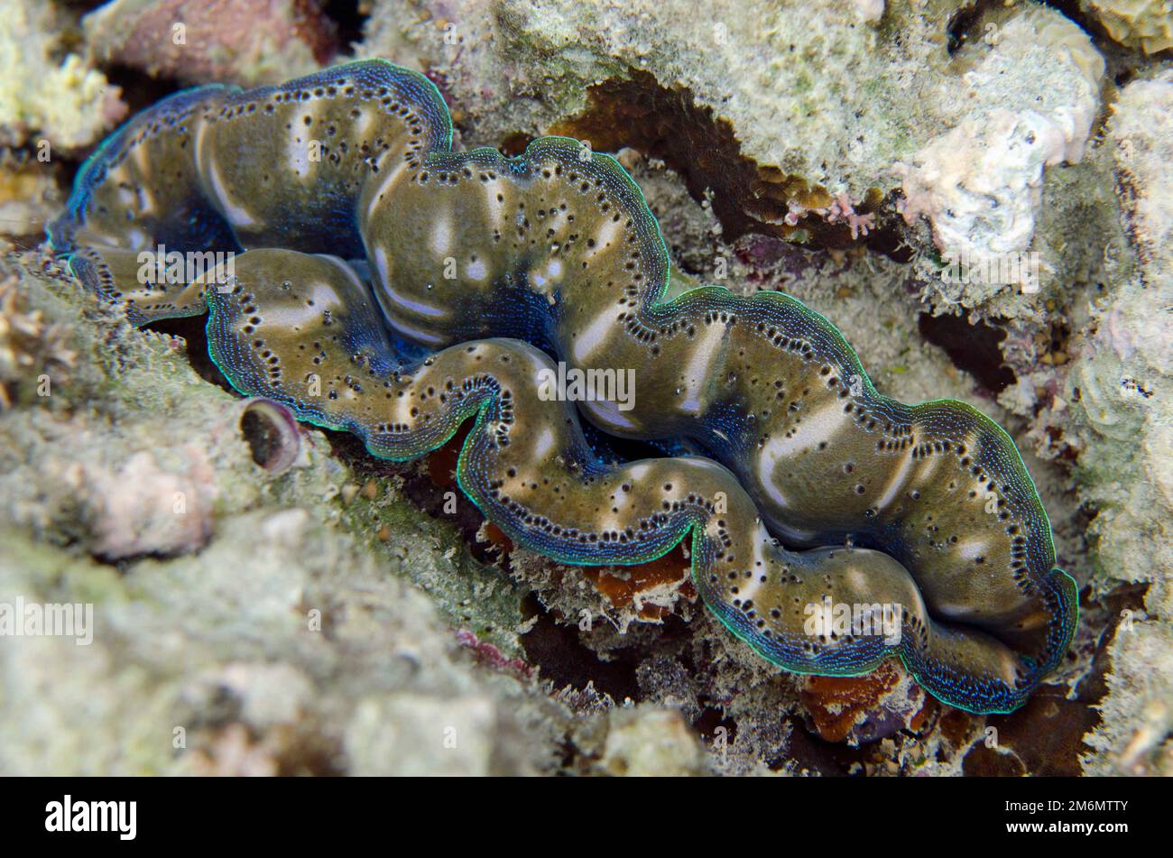 Small Giant Clam, Tridacna maxima, NusaBay Menjangan Hotel house reef ...