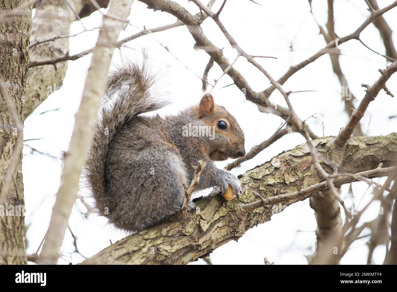 A squirrel sitting on tree branch and catching nut against blur ...