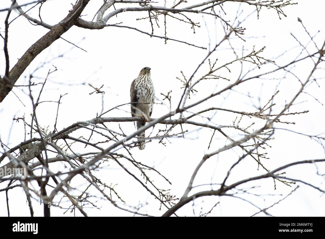 A hawk sitting on tree branch against blur white background Stock Photo ...