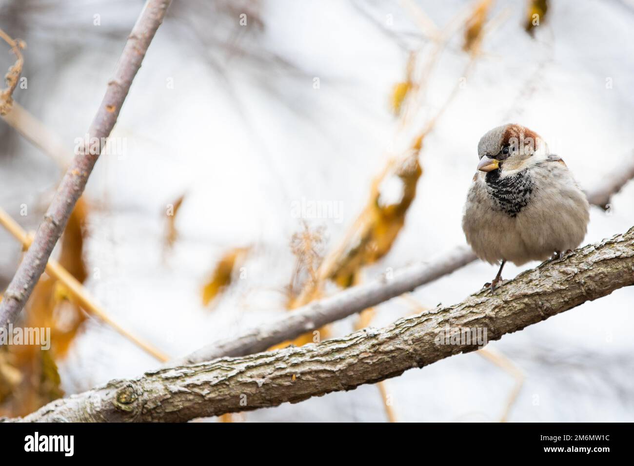 A House Sparrow sitting on branch against blur background Stock Photo ...