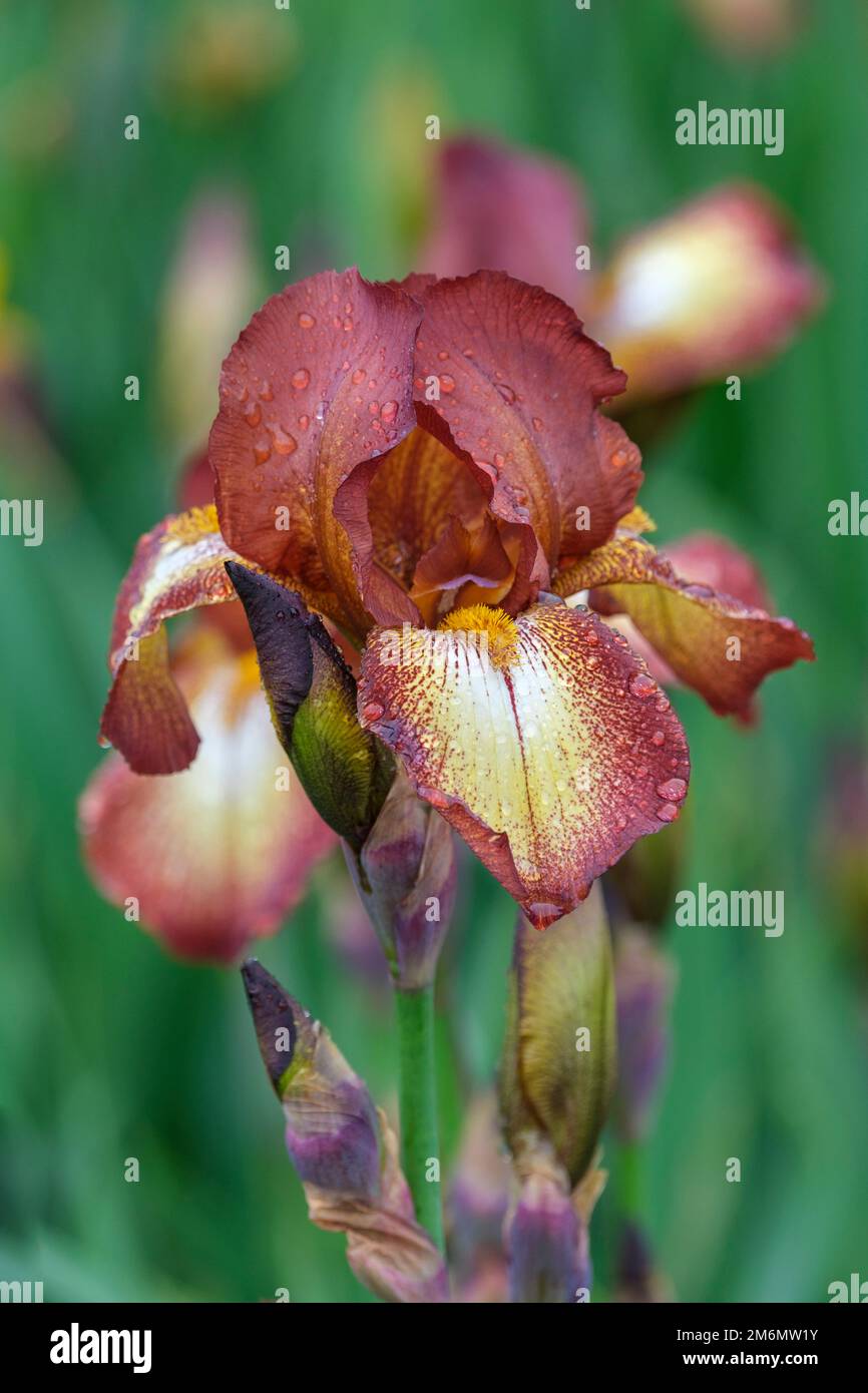 Iris Kent Pride, Tall bearded herbaceous perennial, chestnut-brown ...