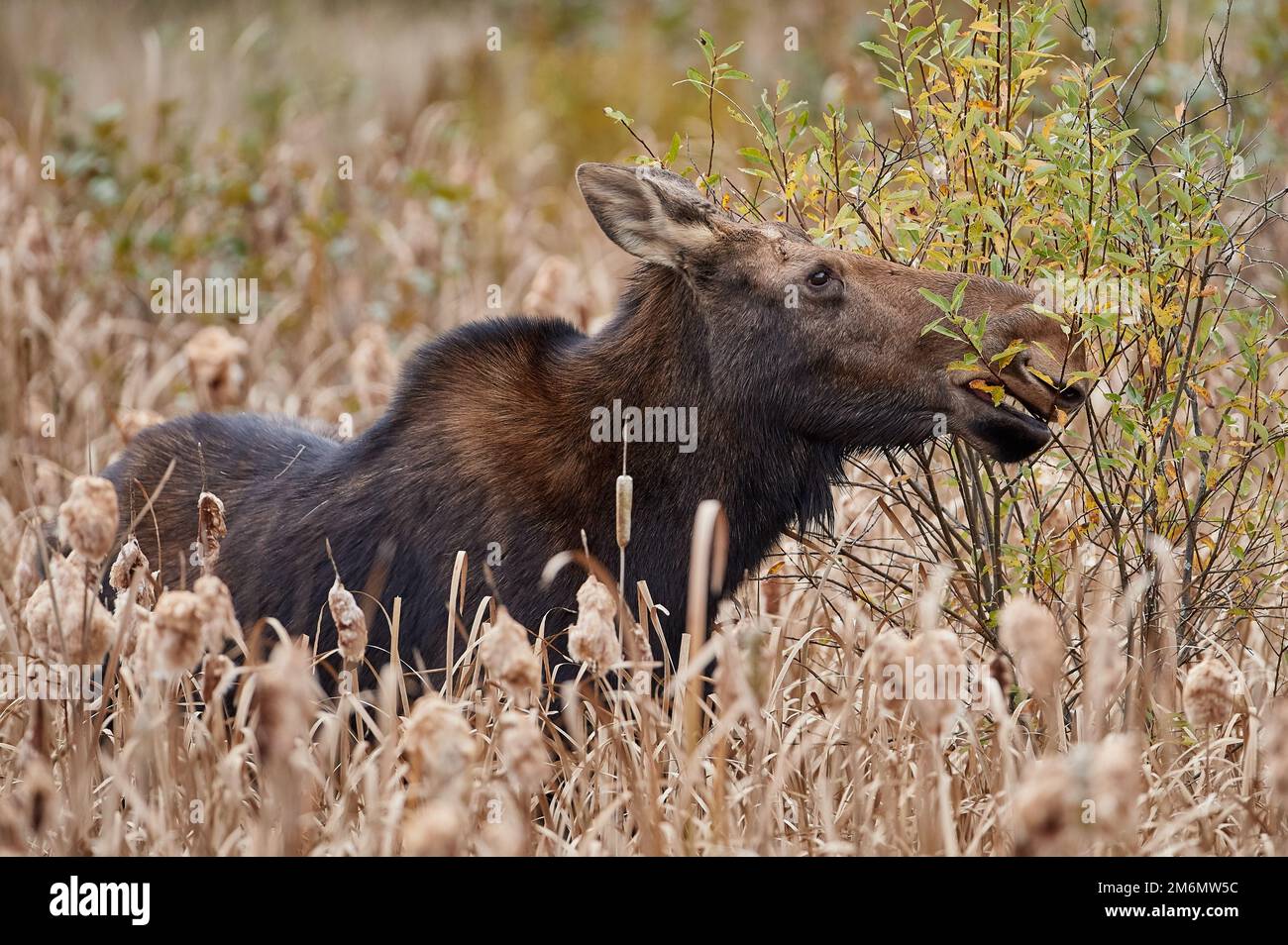 A Moose eating from plants in the field Stock Photo - Alamy