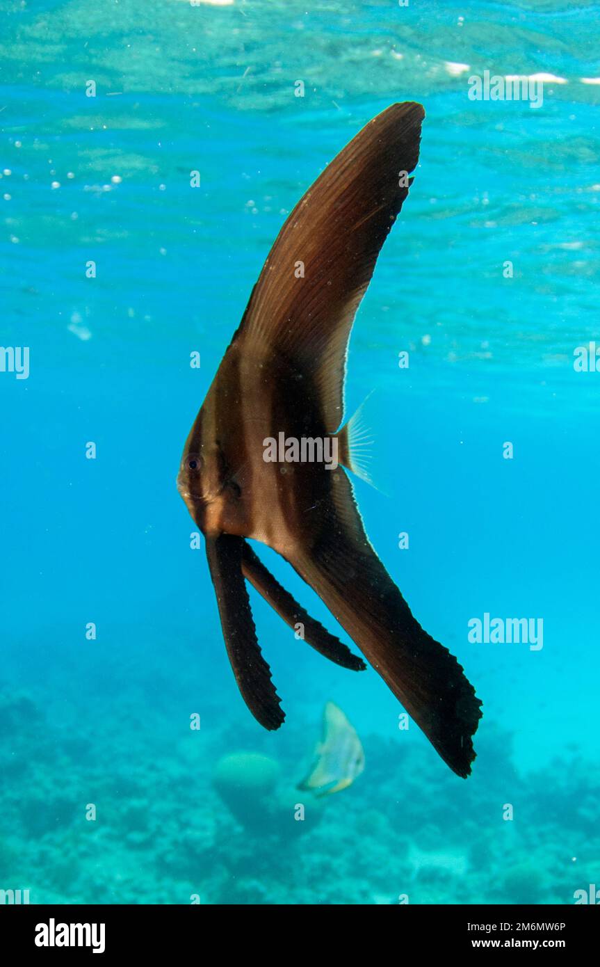 Pair of adult teira batfish hi-res stock photography and images - Alamy