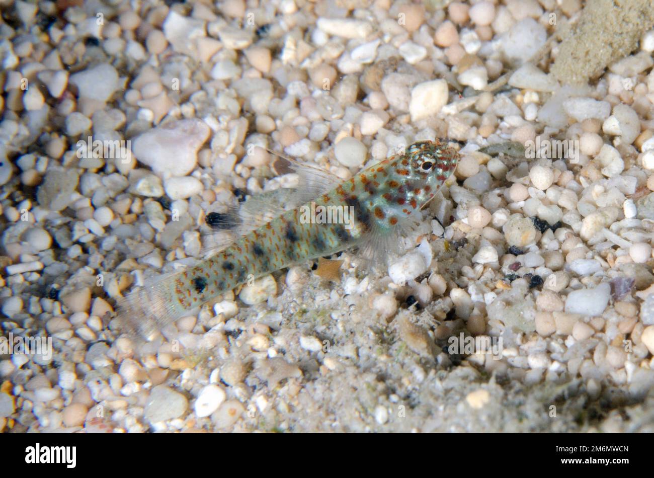 Twospot Dwarfgoby, Eviota distigma, NusaBay Menjangan Hotel house reef ...