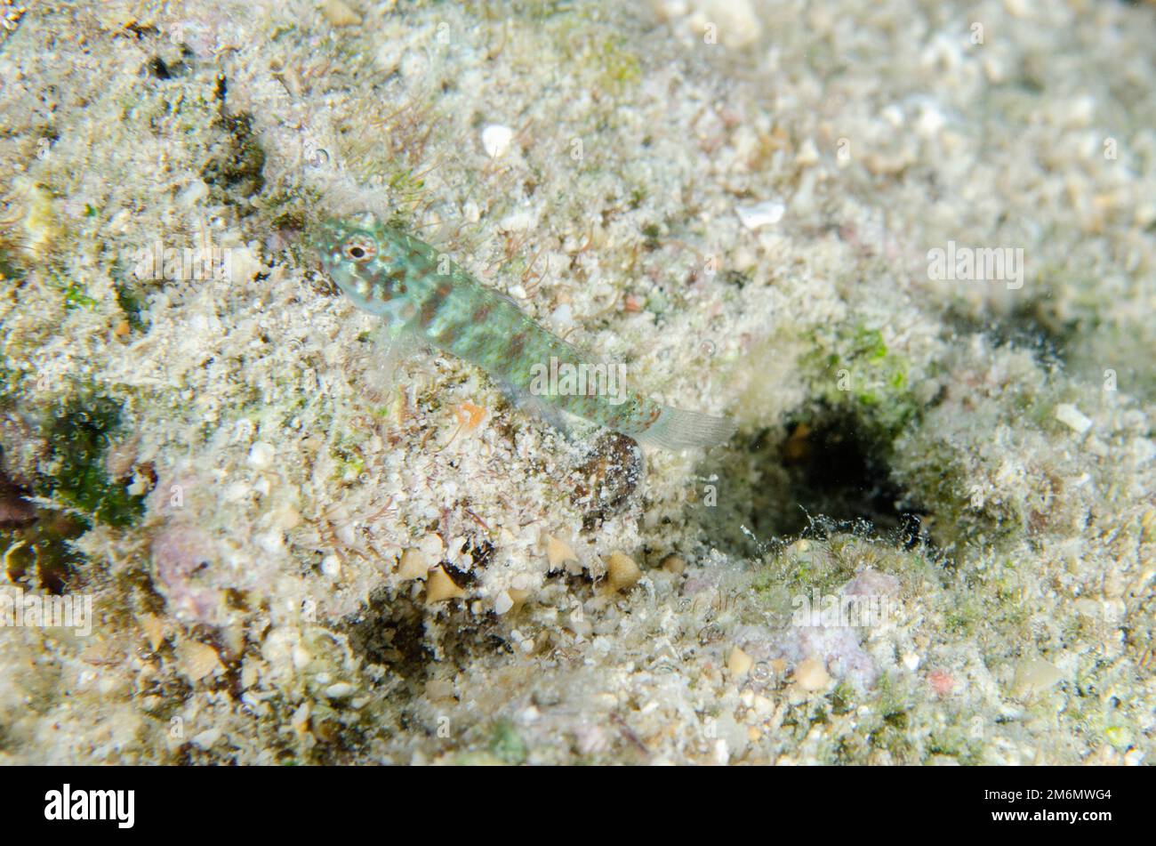 Queensland Dwarfgoby, Eviota queenslandica, NusaBay Menjangan Hotel ...