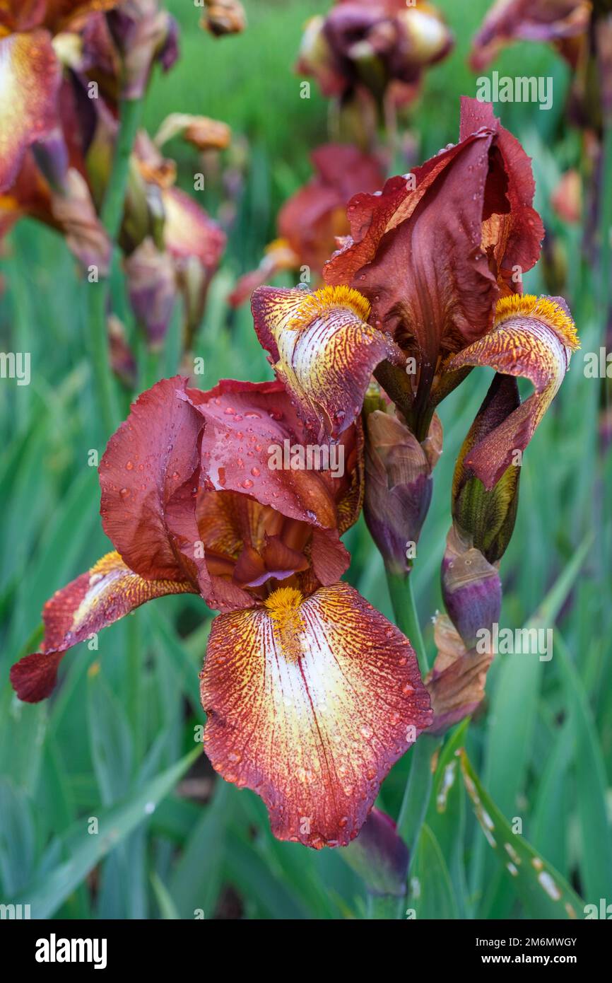 Iris Kent Pride, Tall bearded herbaceous perennial, chestnut-brown ...
