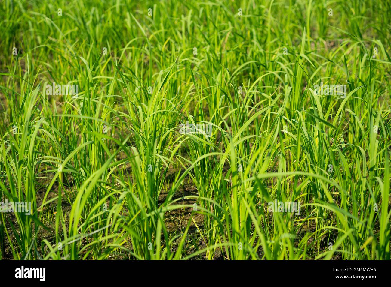 Pictures rice fields nature hi-res stock photography and images - Alamy