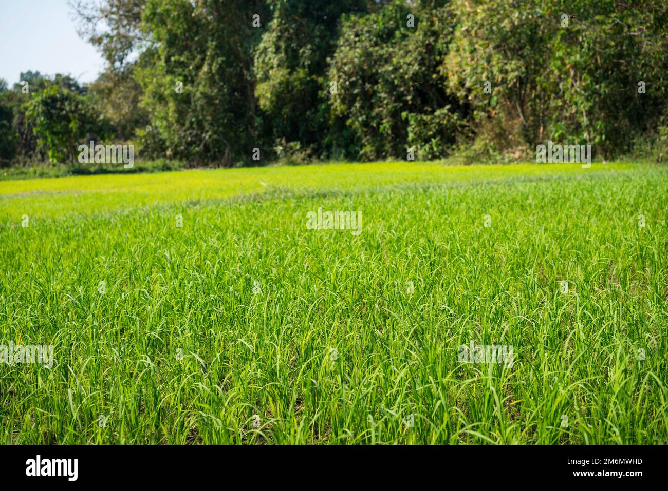 Pictures rice fields nature hi-res stock photography and images - Alamy