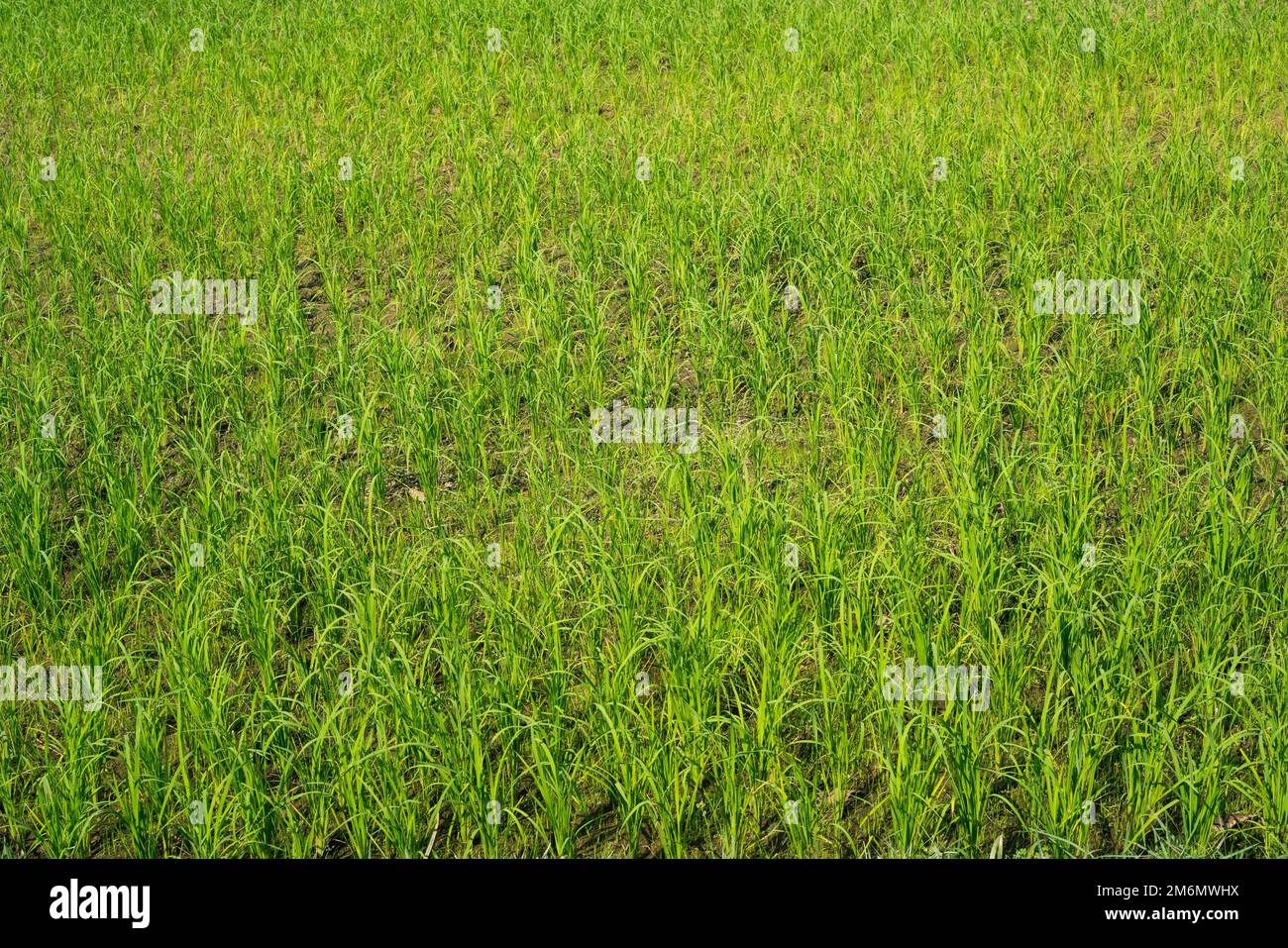 Rice paddy pictures hi-res stock photography and images - Alamy