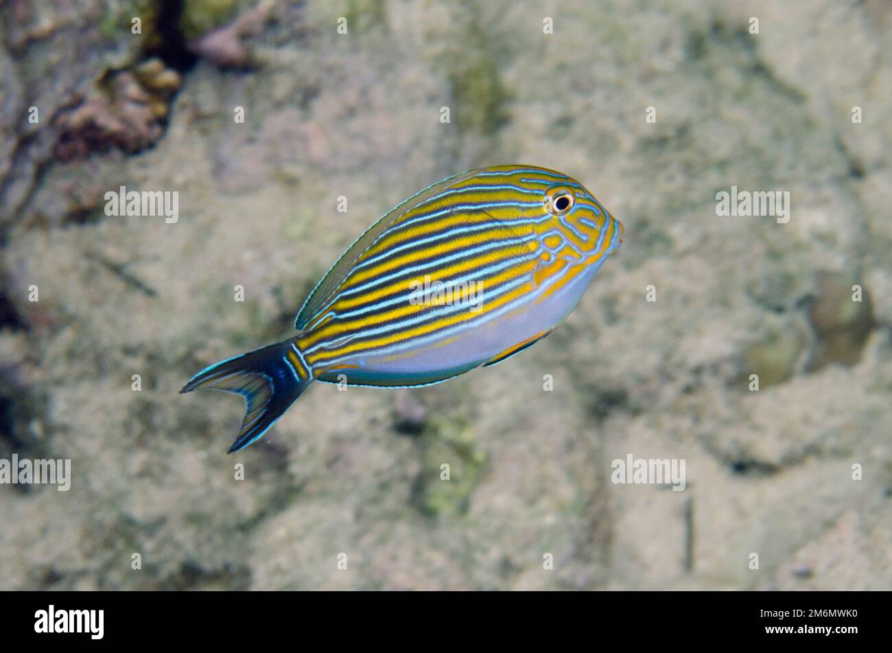 Striped Surgeonfish, Acanthurus lineatus, NusaBay Menjangan Hotel house ...