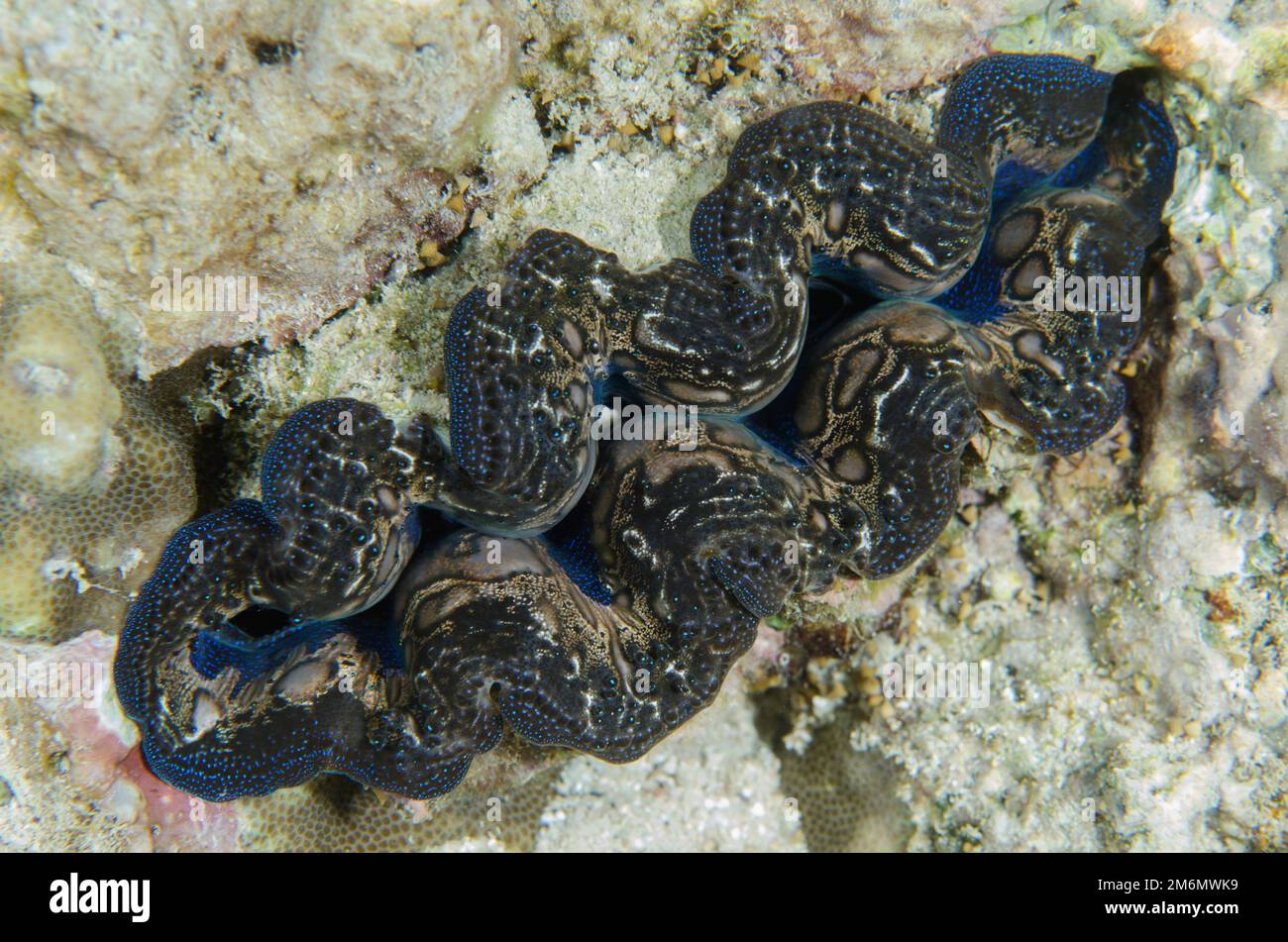 Small Giant Clam, Tridacna maxima, NusaBay Menjangan Hotel house reef ...