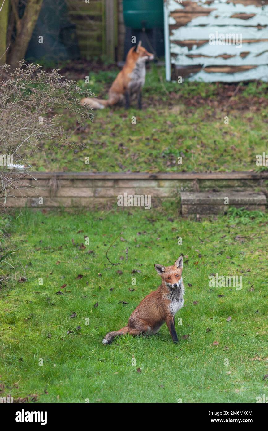 Foxes garden hi-res stock photography and images - Alamy