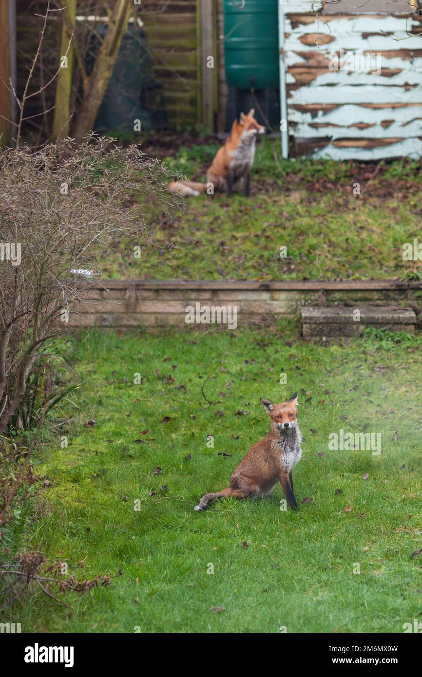 Foxes garden hi-res stock photography and images - Alamy