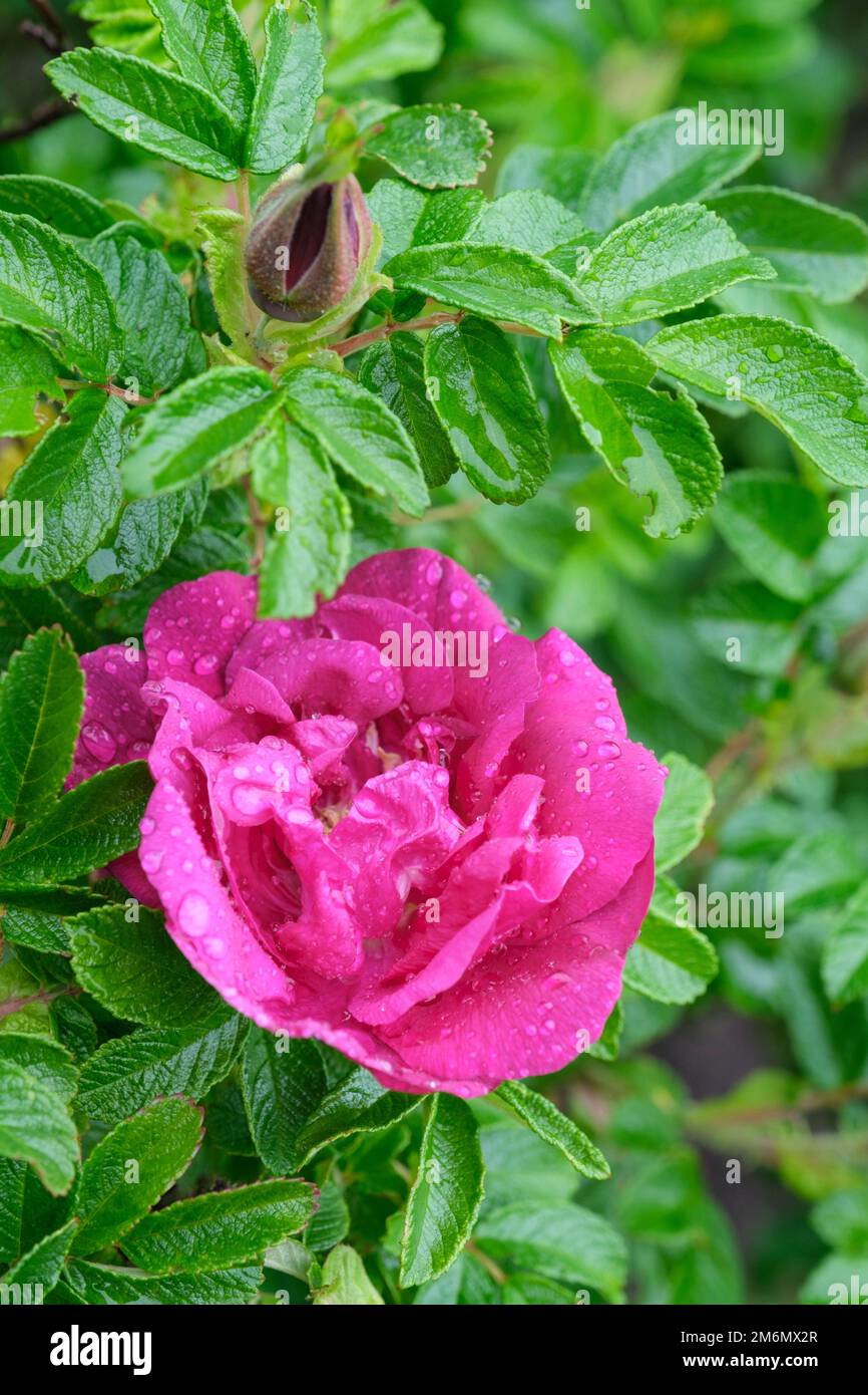 Rosa Hansa, rose Hansa, suckering, deciduous rose Large double flowers ...