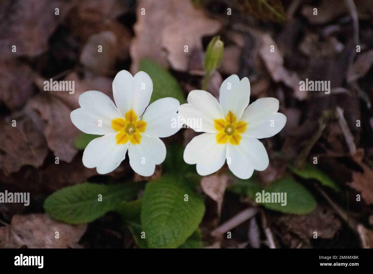 common primrose flower Stock Photo - Alamy