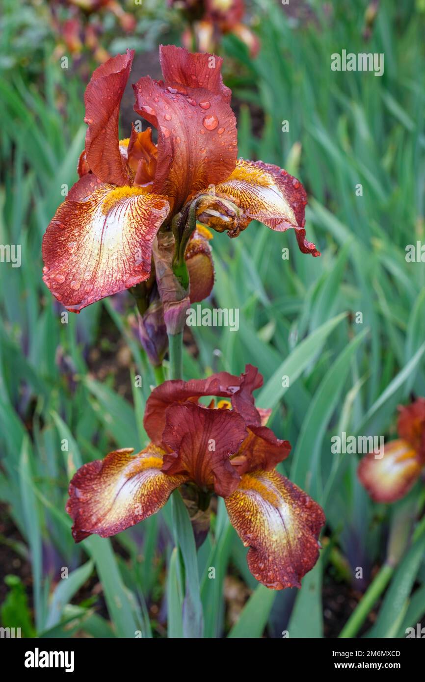 Iris Kent Pride, Tall bearded herbaceous perennial, chestnut-brown ...