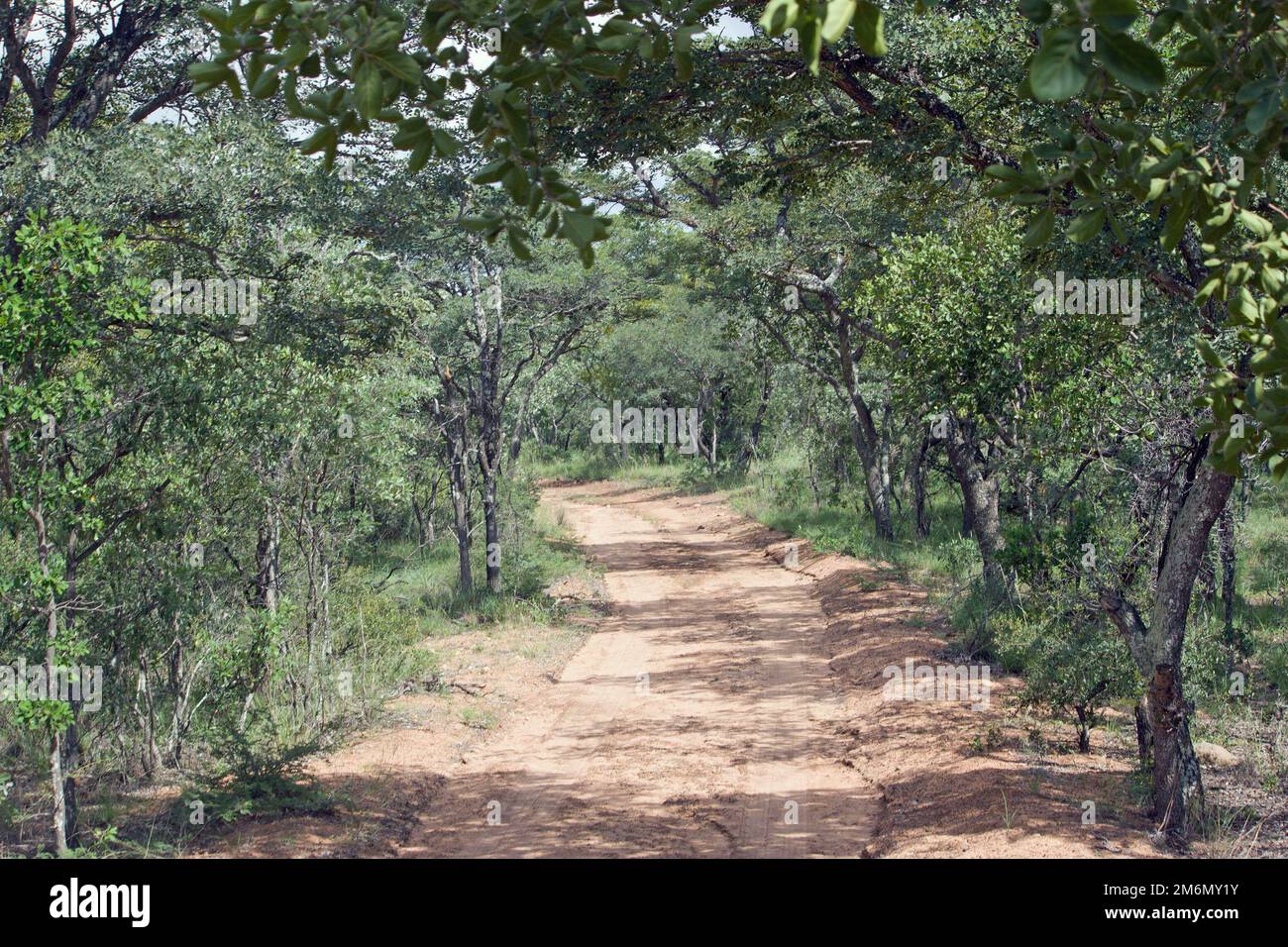 Color image of winding dirt road in Kruger National Park in South ...