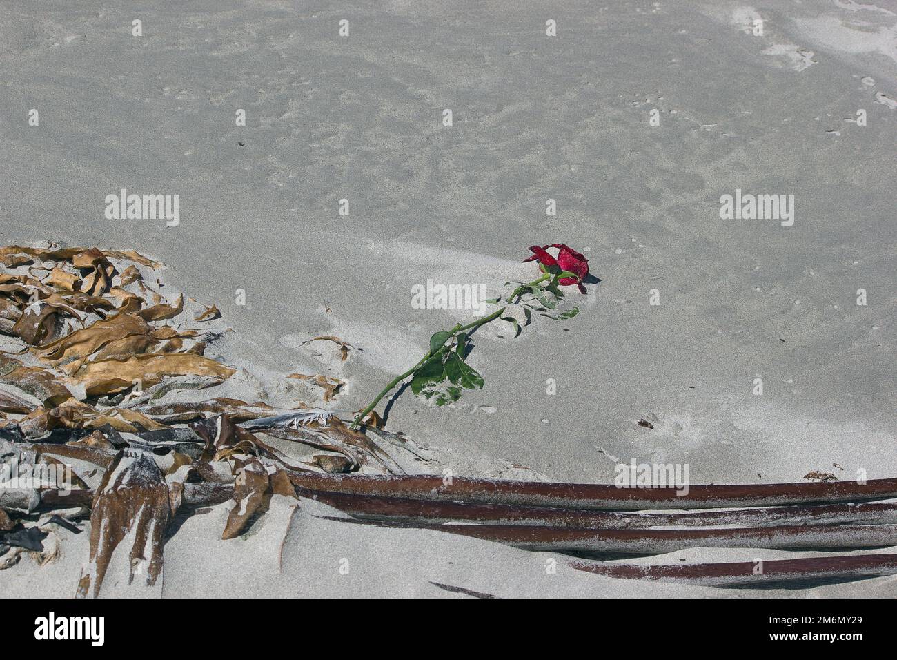 Withered red rose with longish stem lying deserted, abandoned on beach ...