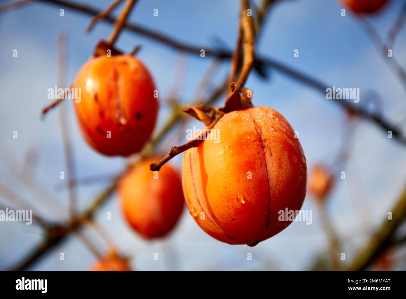 Japanese persimmons (Diospyros kaki) or kaki fruit; Izumo, Japan Stock ...