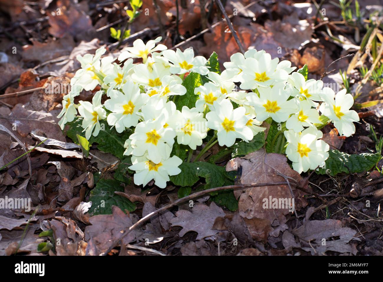 common primrose flower Stock Photo - Alamy