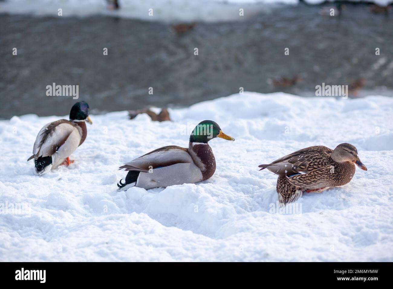 Ducks in a winter public park. Duck birds are standing or sitting in ...