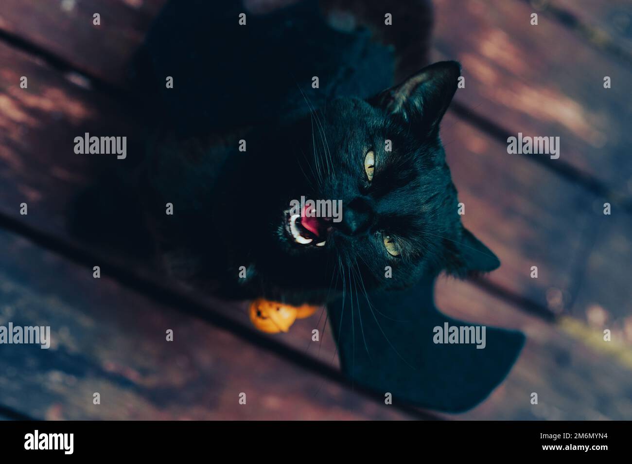 A black cat with bat wings growling Stock Photo - Alamy