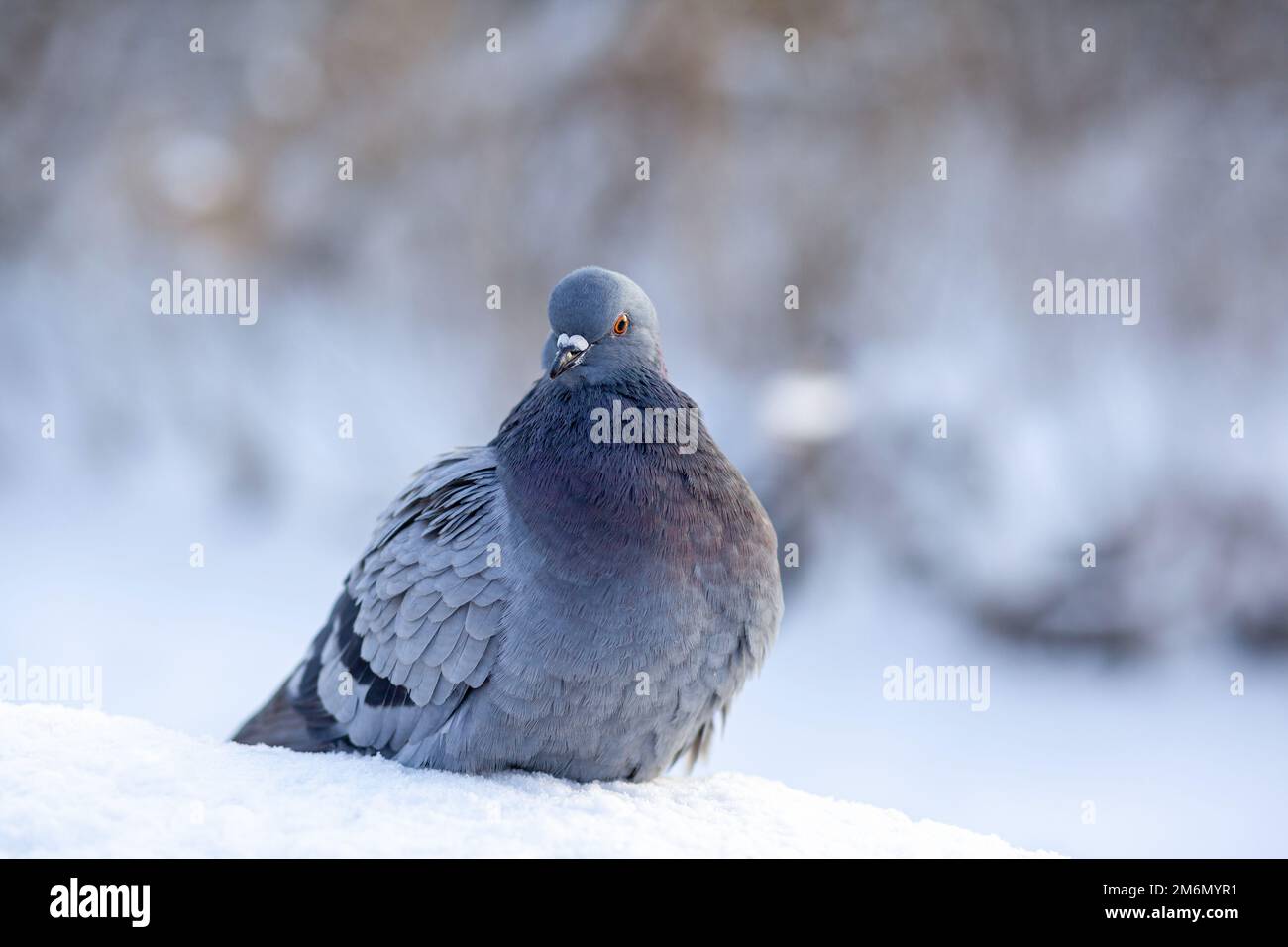 A beautiful pigeon sits on the snow in a city park in winter. Close-up ...