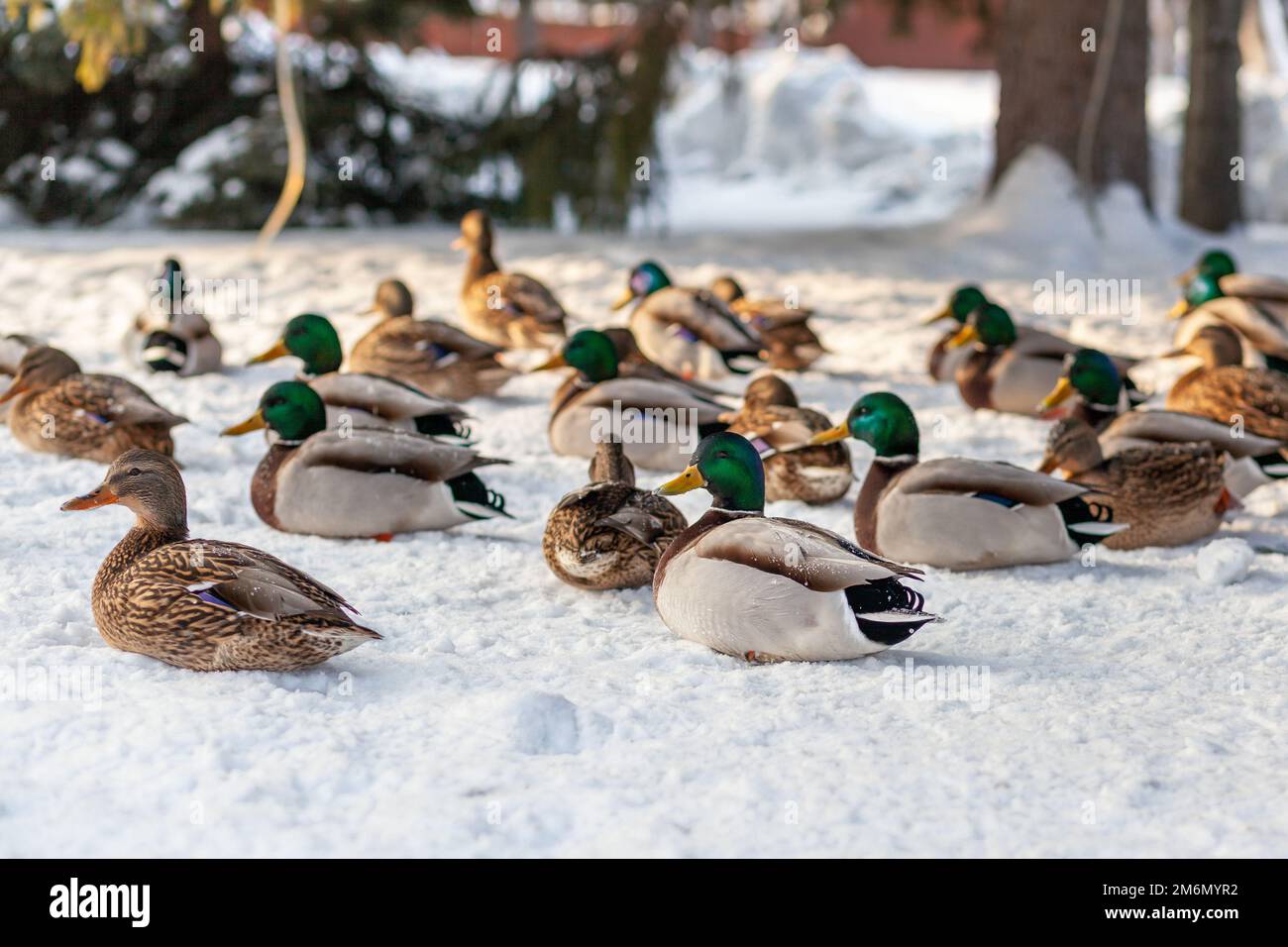 Ducks in a winter public park. Duck birds are standing or sitting in ...