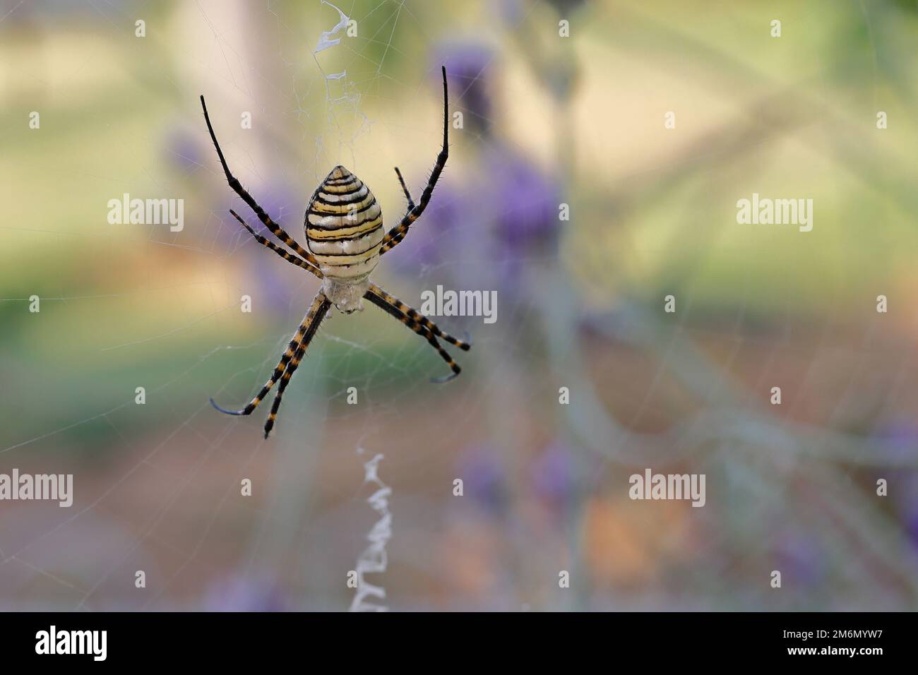 A closeup of an argiope amoena on a spider web Stock Photo - Alamy