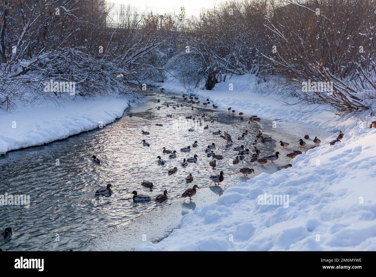Ducks swim in the river in the city's public park in winter. Migration ...