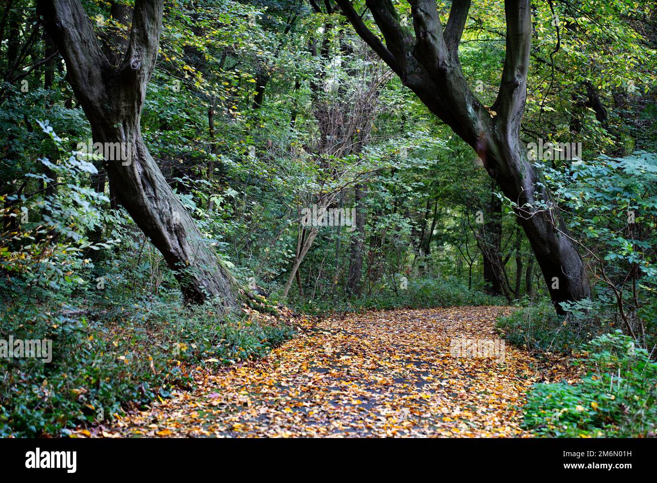Footpath and trees in park Kralingse Bos in Rotterdam in the ...