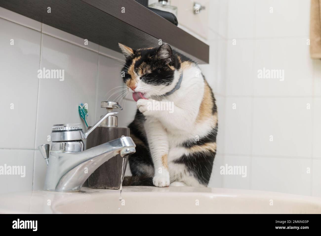 Domestic cat washing himself sitting on the washbasin Stock Photo - Alamy