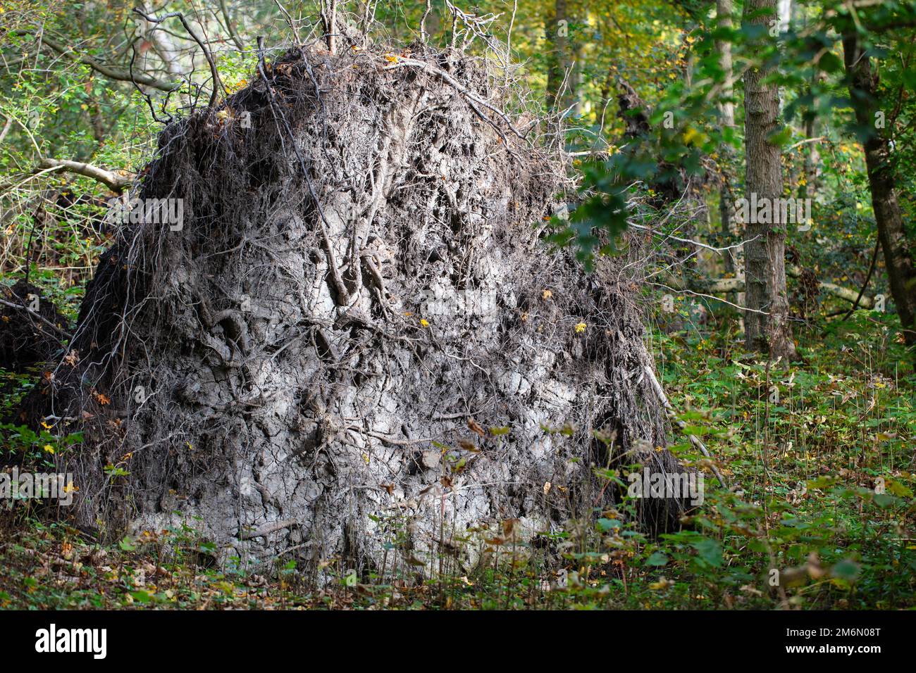 Roots of a fallen tree Stock Photo - Alamy