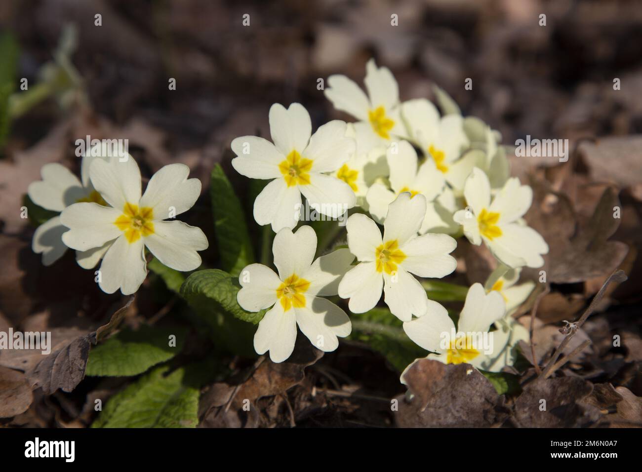 common primrose flower Stock Photo - Alamy