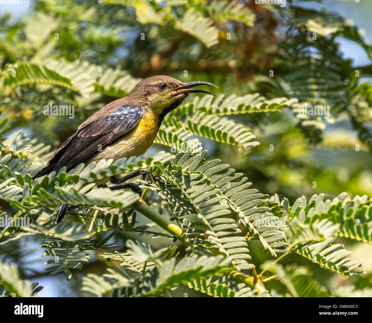 A Female Sun bird on a bush tree Stock Photo - Alamy