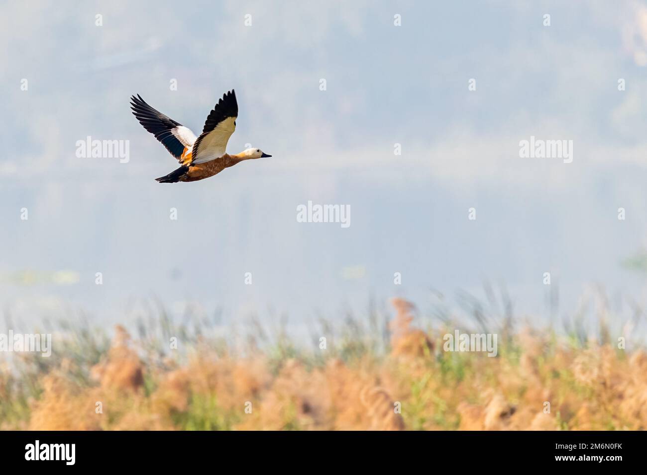 A Rudy shelduck flying in sky with V shape wings Stock Photo - Alamy