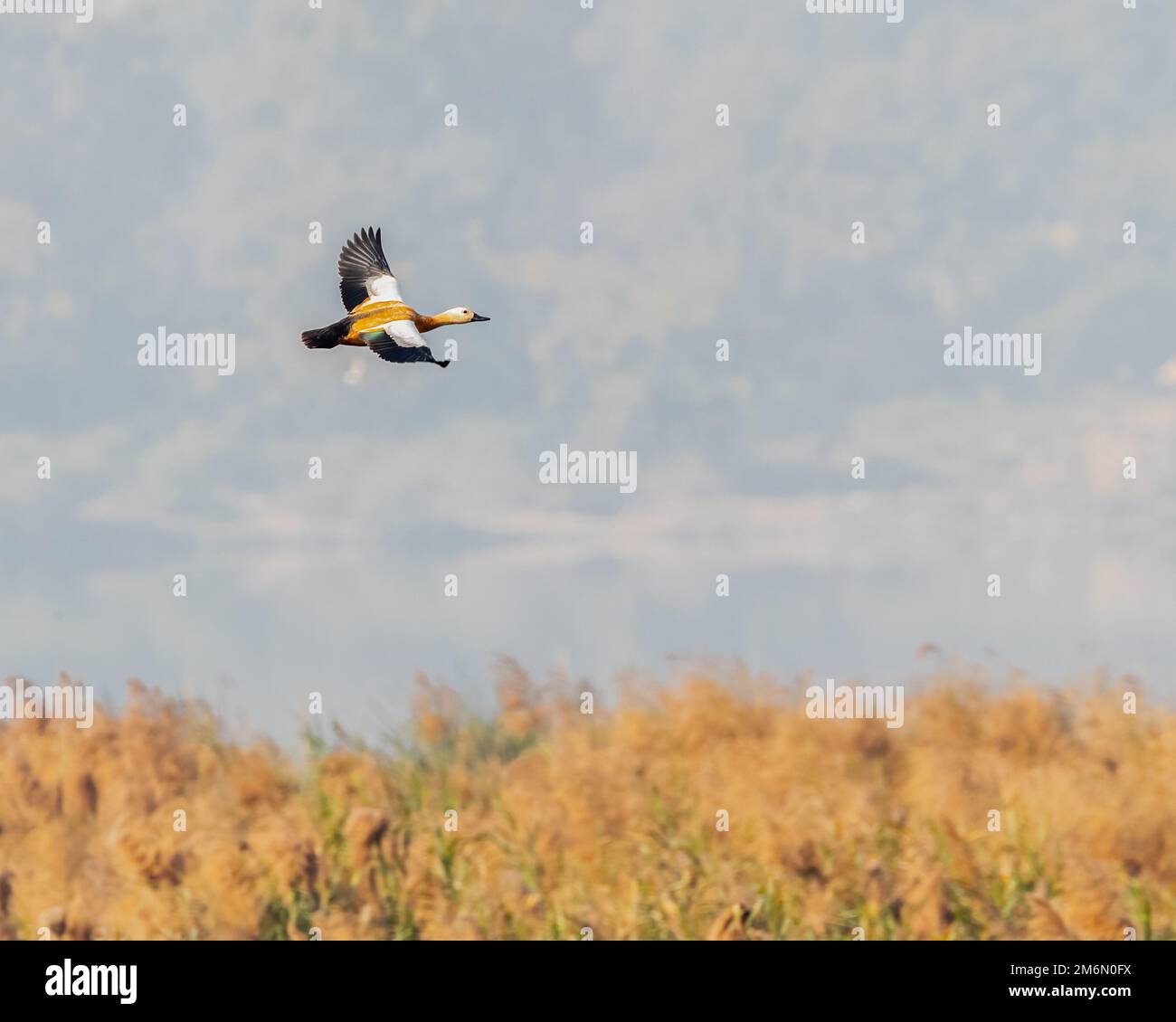 A Rudy Shelduck flying with its wing in horizontal position Stock Photo ...