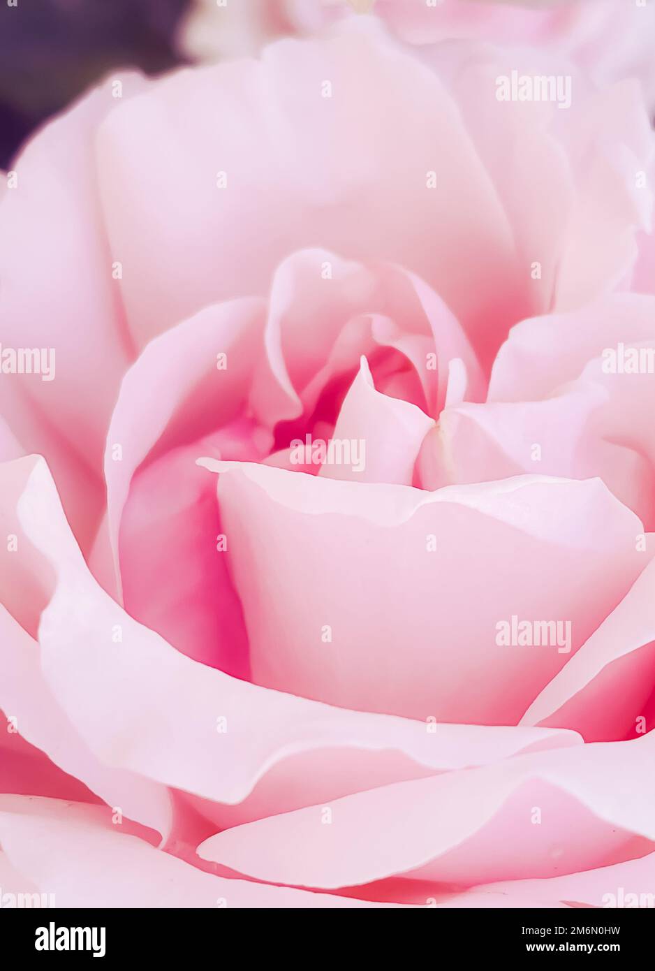 Beautiful shrub rose in summer garden, blooming flowers in ...