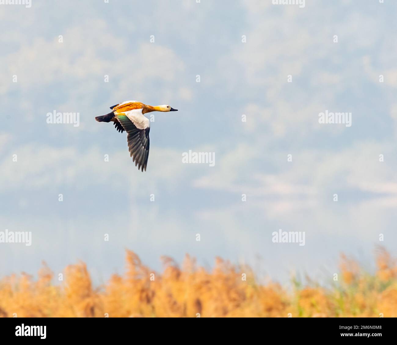 A Rudy Shelduck flying with its wings down Stock Photo - Alamy