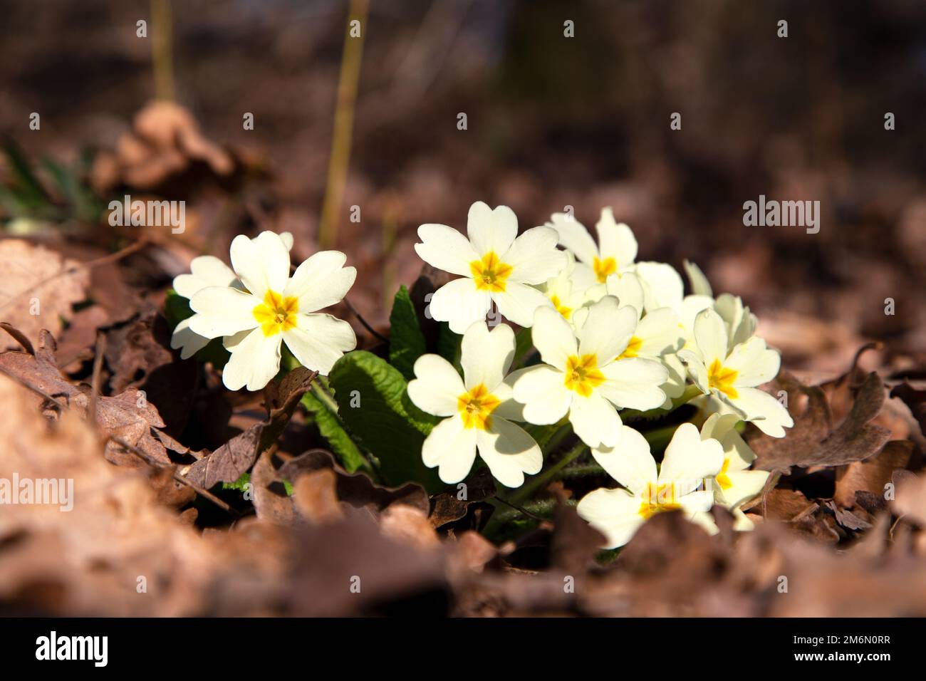 common primrose flower Stock Photo - Alamy