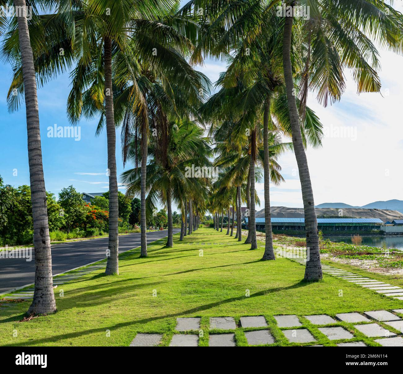 Tropical palm trees pathway Lovely park Alley near sea beach Against ...