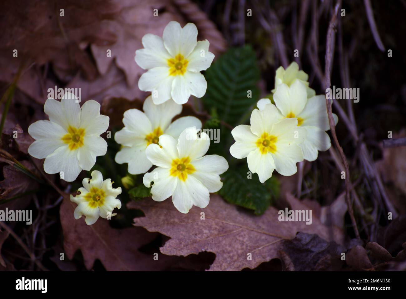 common primrose flower Stock Photo - Alamy