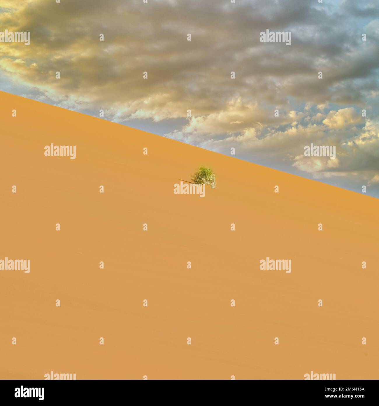 Namibia, the Namib desert, graphic landscape of yellow dunes ...